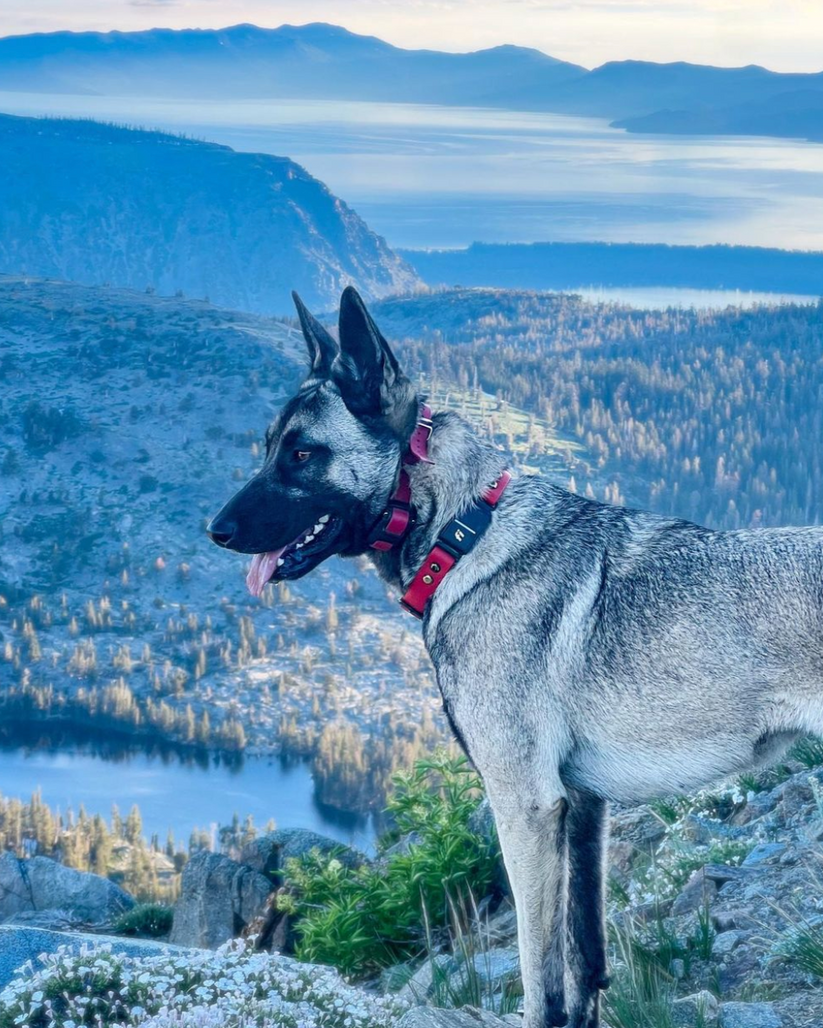 Fi Compatible Biothane Dog Collars | Built with BioThane | Evergreen ...