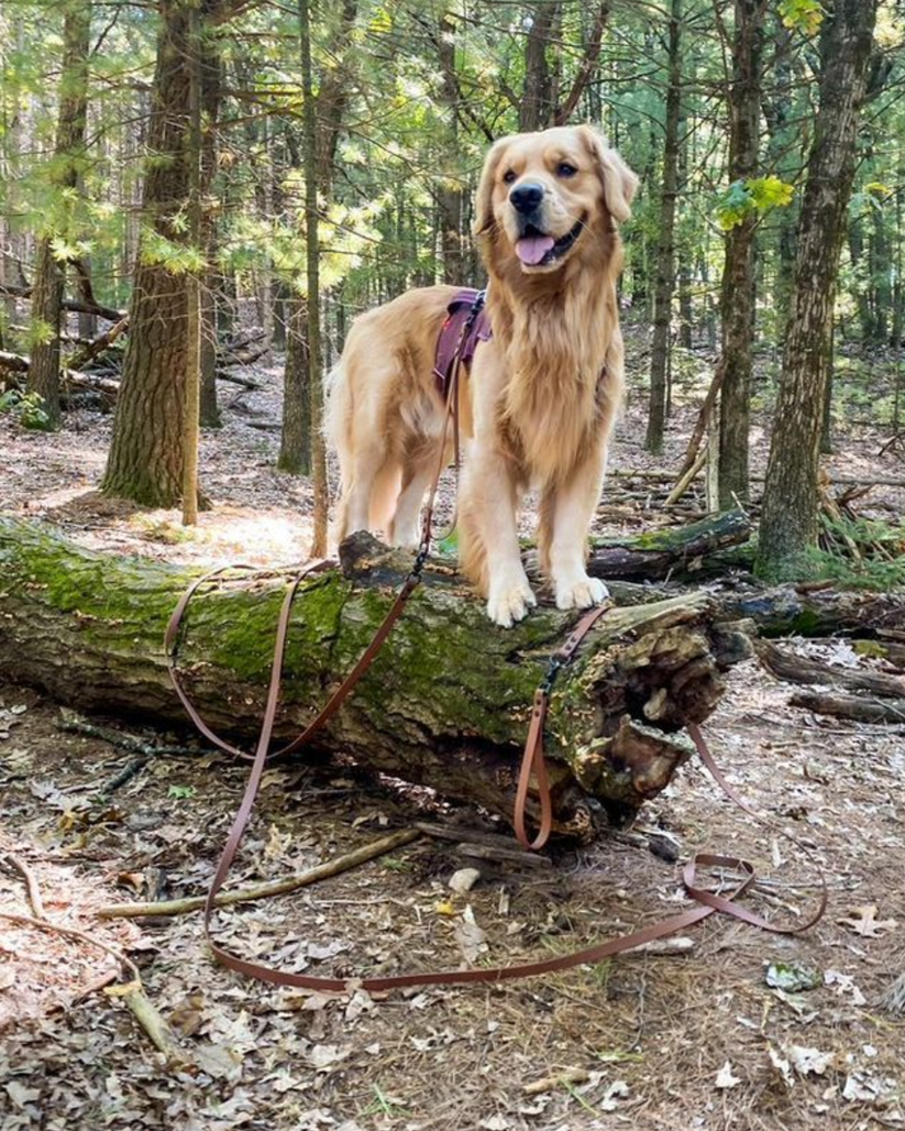 Dog Training Lead | Waterproof Long Line Lead | Evergreen Dog Co ...